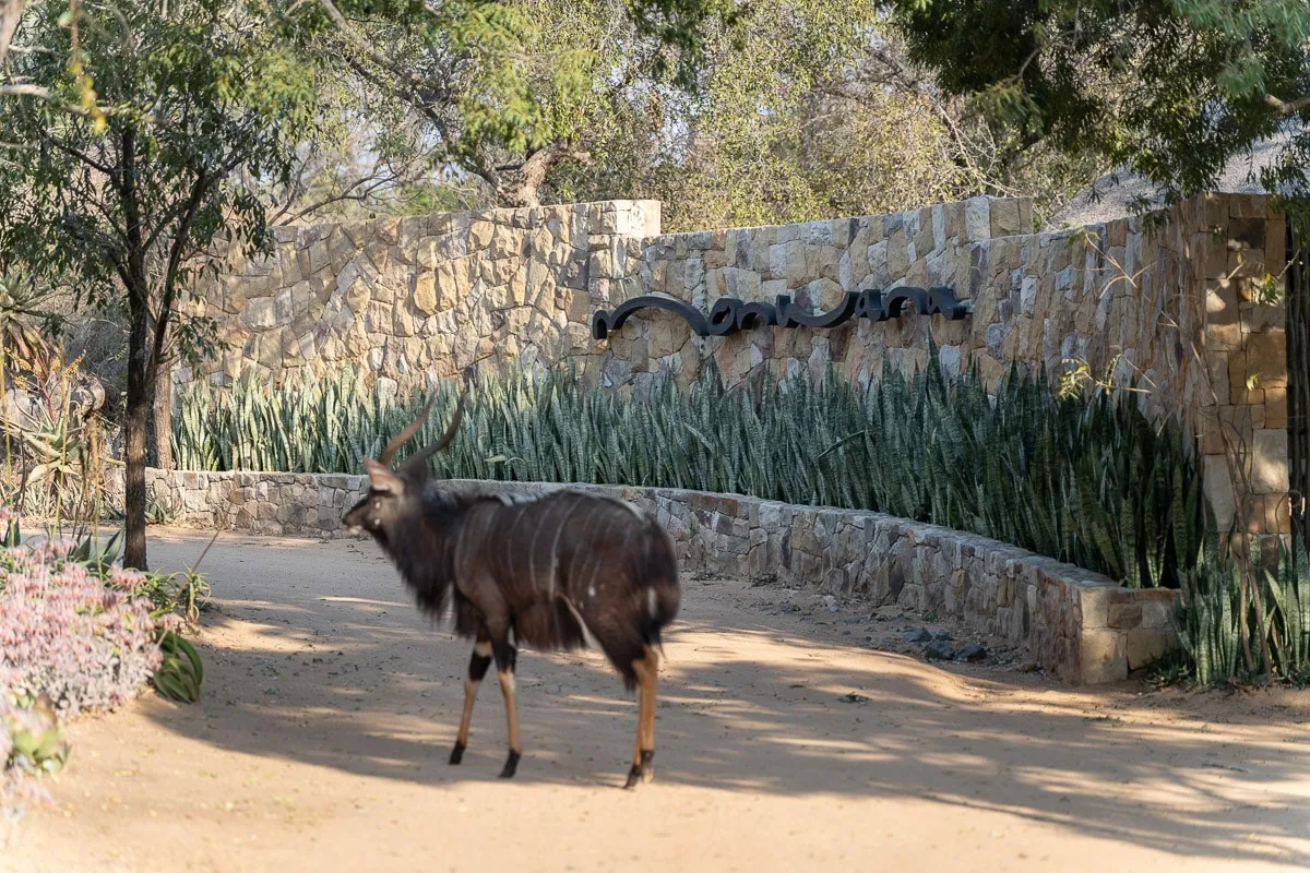 REVIEW: Monwana Africa Safari – The Luxury Traveller