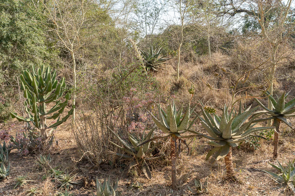 REVIEW: Monwana Africa Safari – The Luxury Traveller