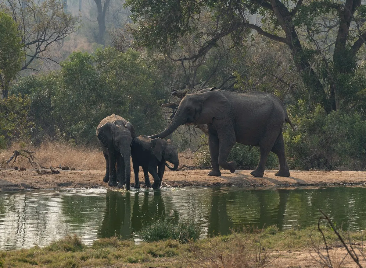 REVIEW: Monwana Africa Safari – The Luxury Traveller