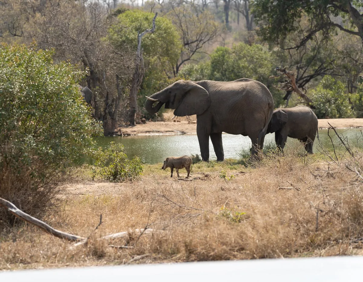 REVIEW: Monwana Africa Safari – The Luxury Traveller